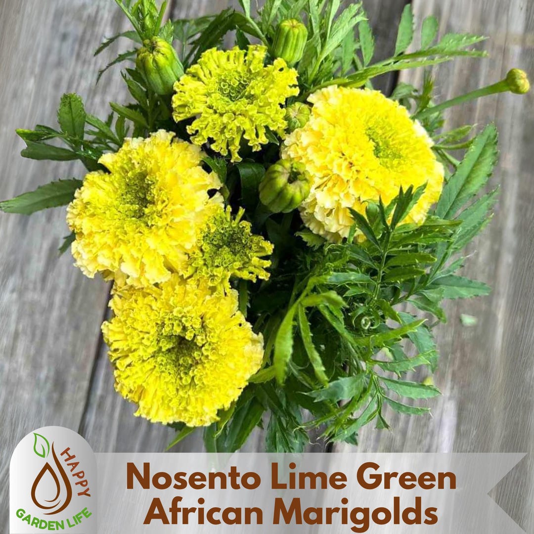 15+ Seeds| Nosento Lime Green African Marigolds Seeds - Open ...