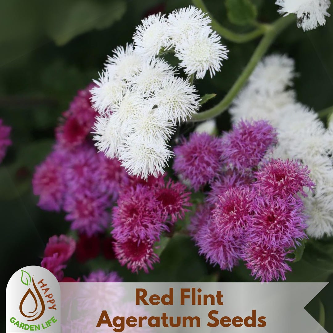 15+ Seeds| Red Flint Ageratum Seeds - Fast Growing - Attracts ...