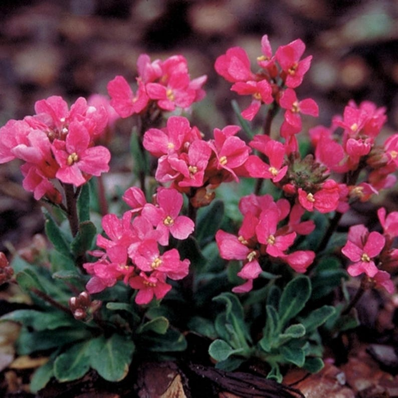 Arabis Mix Seeds - Colorful Rock Cress Ground Cover, Pink White Alpine ...