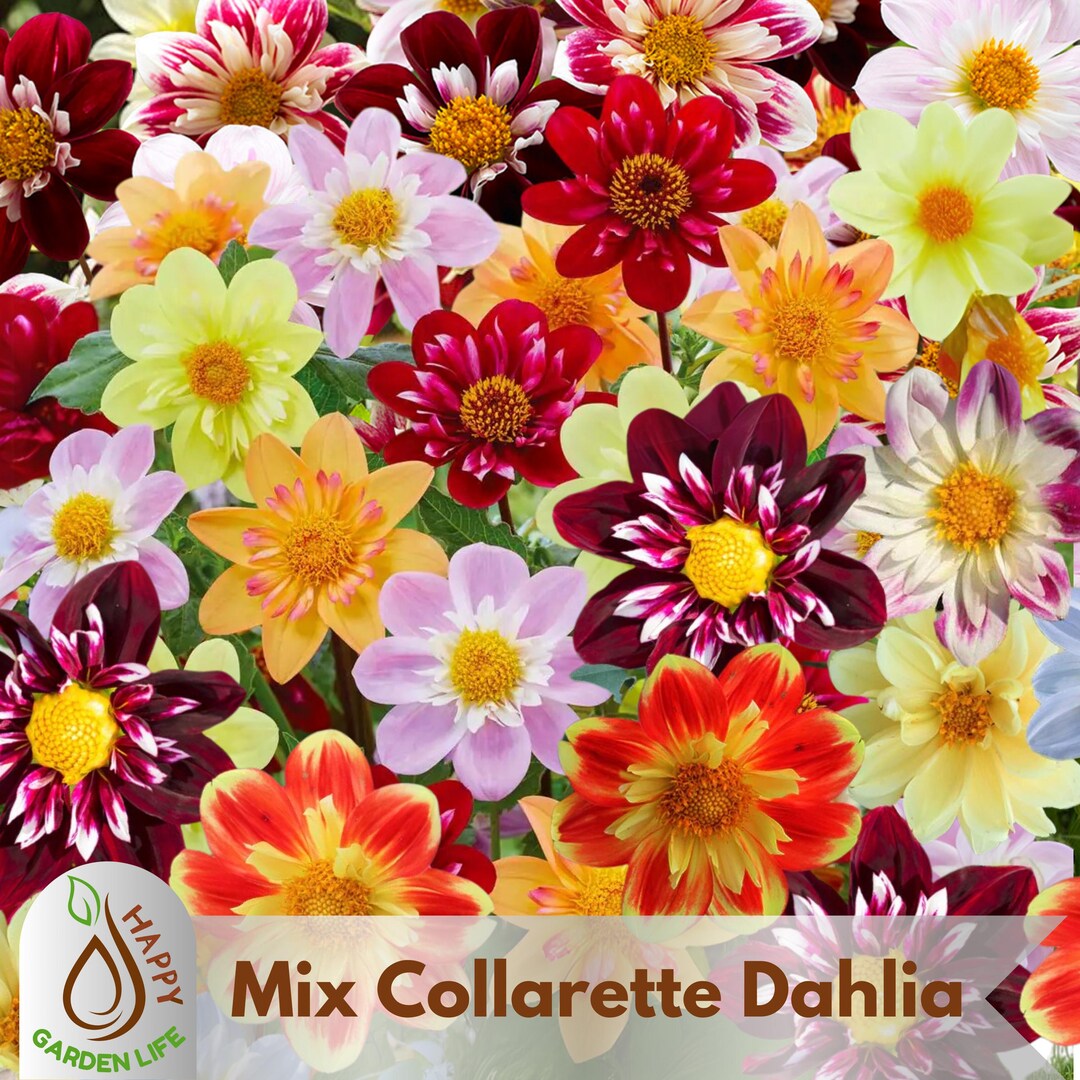 20+ Seeds| Mix Collarette Dahlia Seeds - Perennial - Flowering - Hybrid ...