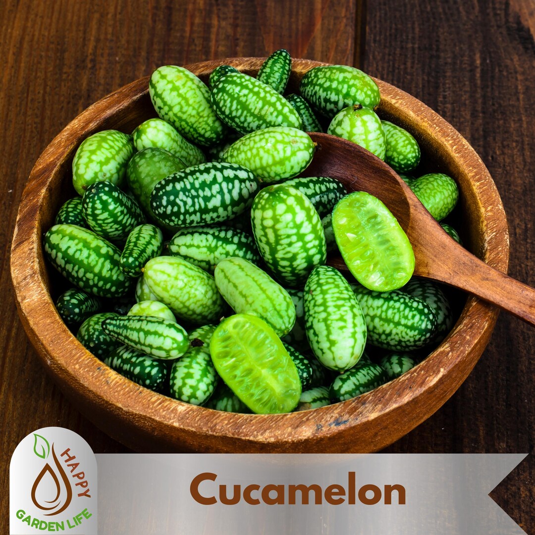 Cucamelon Seeds | Self-pollinating, Climbing Vegetable (10+ Seeds) - Etsy