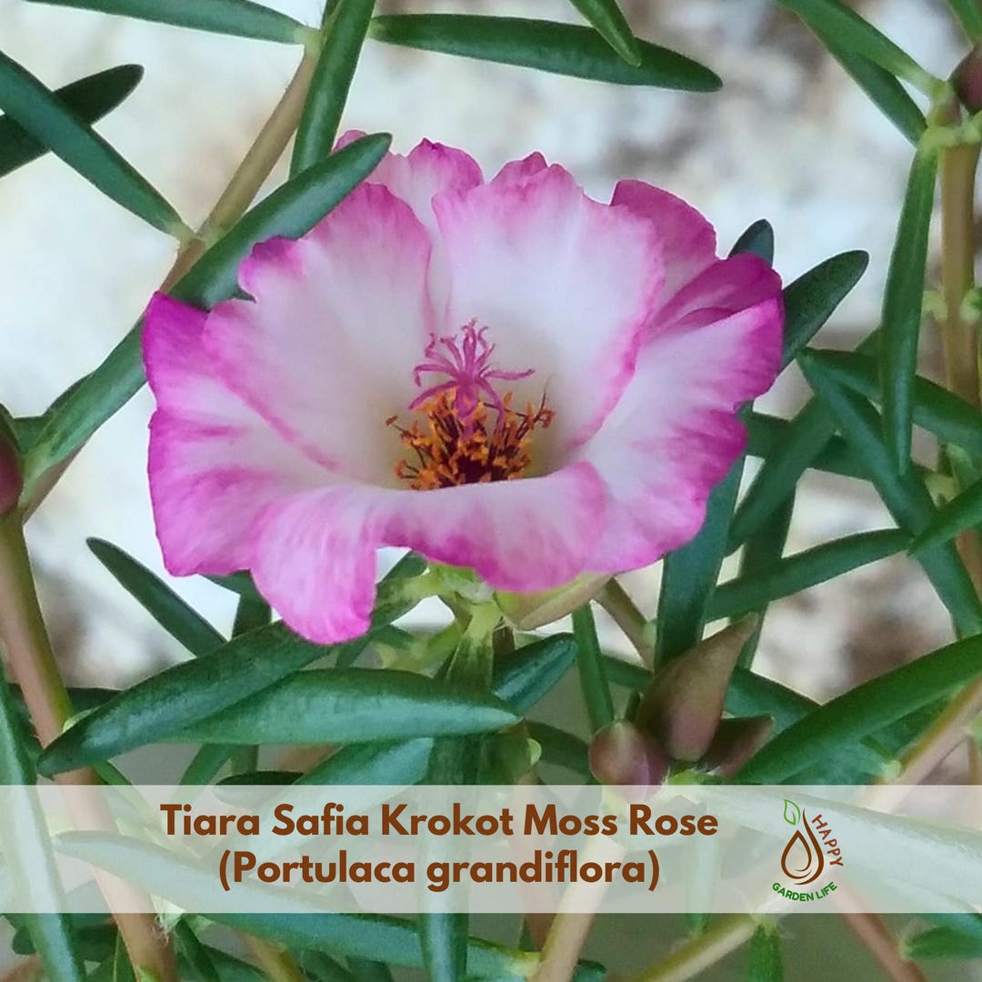 Tiara Safia Moss Rose Seeds – Portulaca Grandiflora – Double Salmon ...