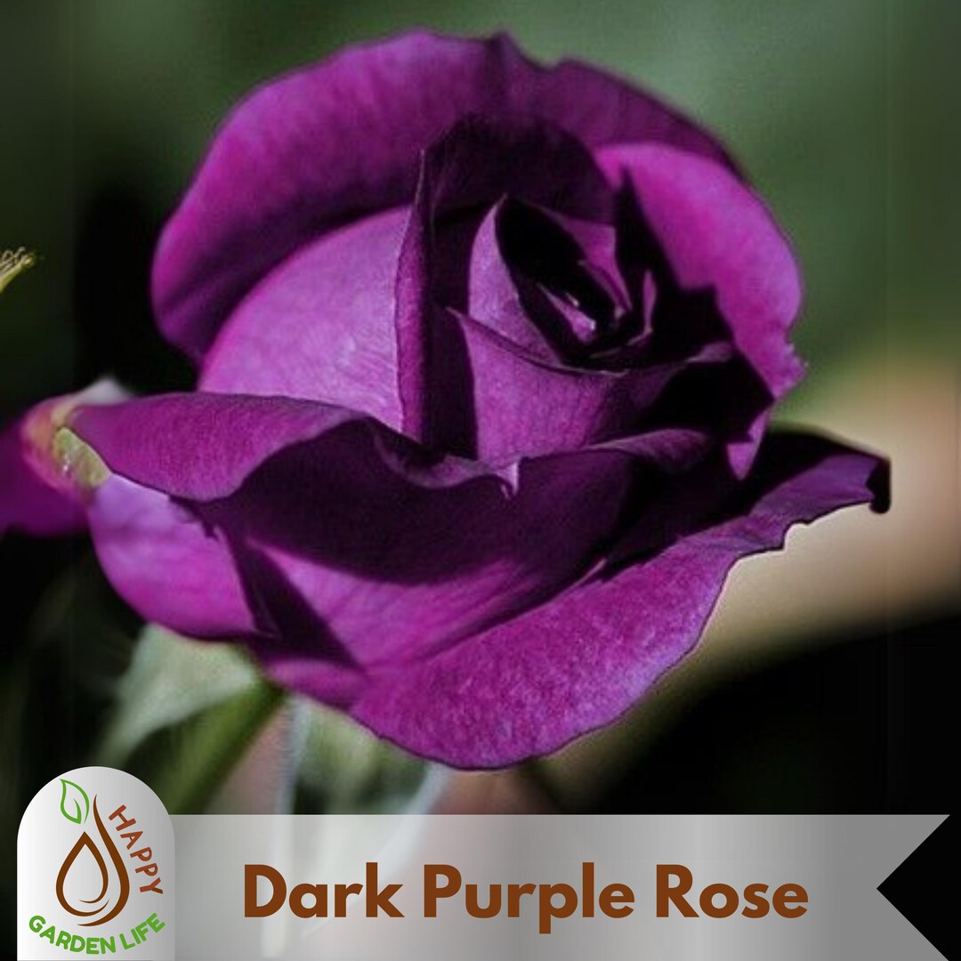15+ Seeds| Dark Purple Rose Seeds - Flower Garden - Cold Resistant ...