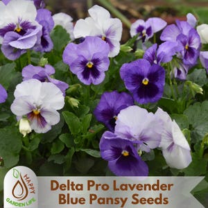 15+ Seeds| Delta Pro Lavender Blue Pansy Seeds - Self-pollinating ...