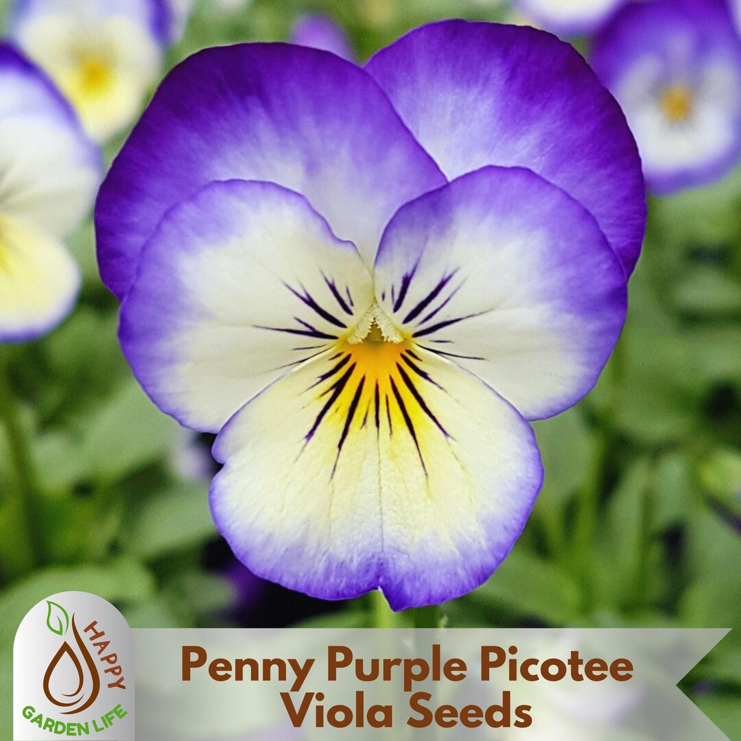 15+ Seeds| Penny Purple Picotee Viola Seeds - Self-pollinating -draft ...