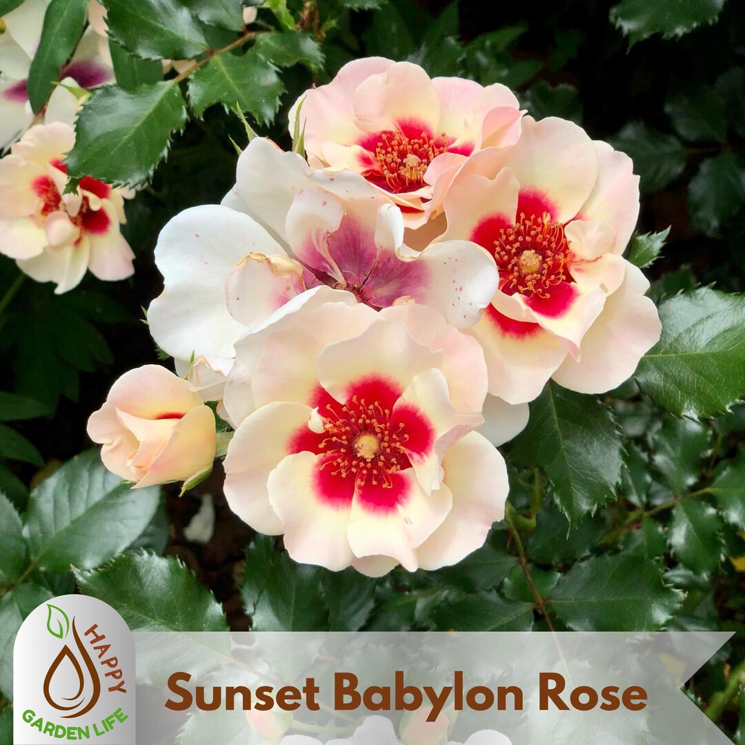 15+ Seeds| Sunset Babylon Rose Seeds - Flower Garden - Cold Resistant ...