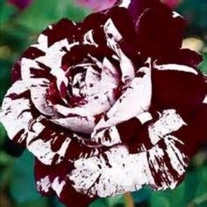 Multi-color Mix Rose Seeds | Cold Resistant, Perennial - Etsy