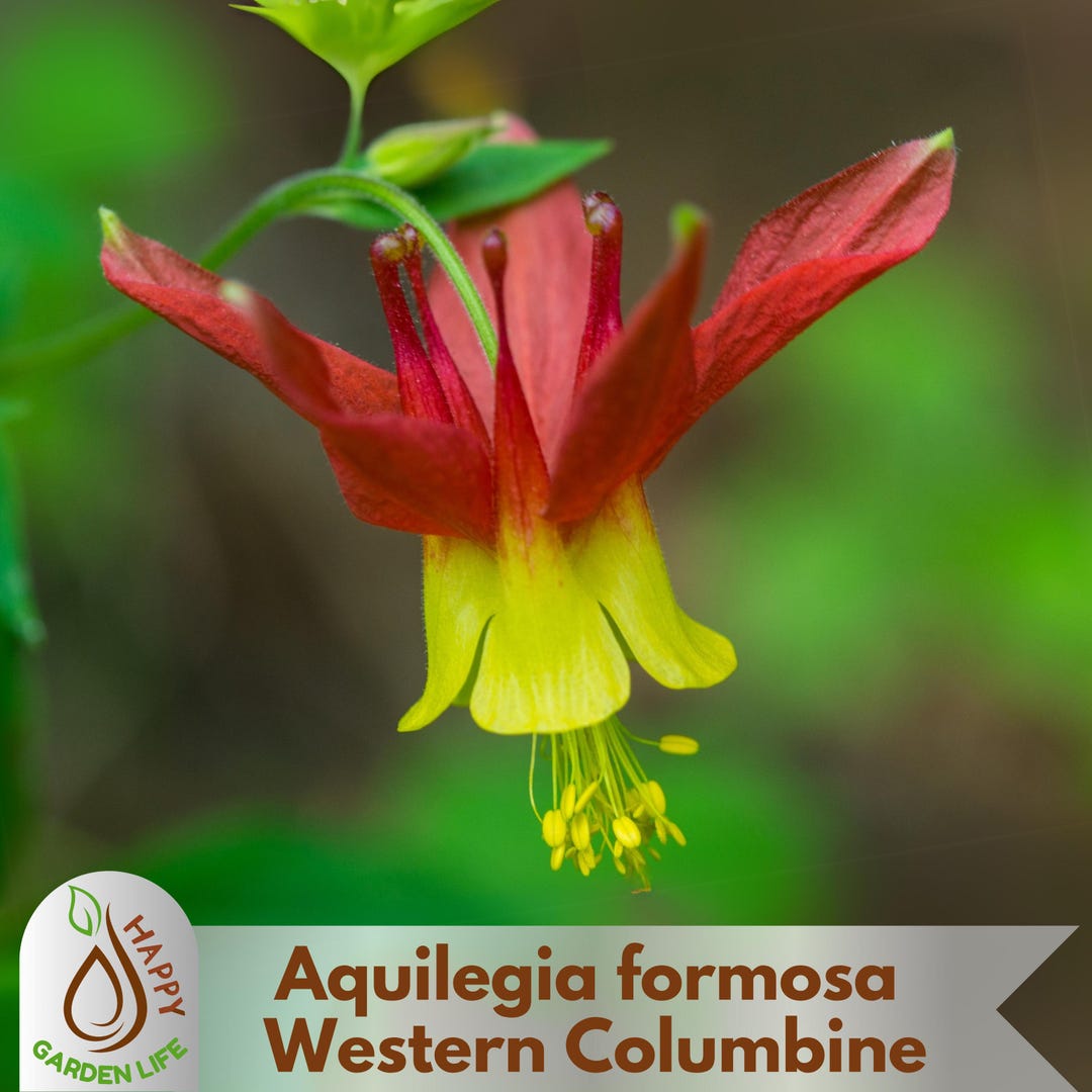 15+ Seeds| Aquilegia Formosa Western Columbine Seeds - Potted ...