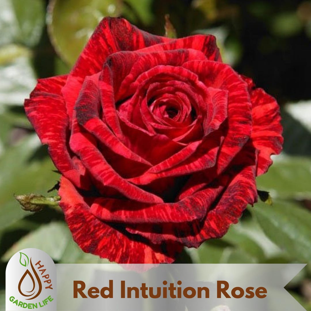 15+ Seeds| Red Intuition Rose Seeds - Flower Garden - Rosa - Cold ...