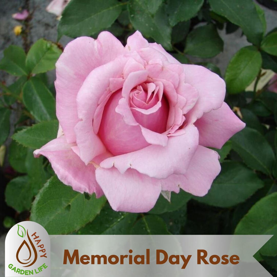 15+ Seeds| Pink Memorial Day Rose Seeds - Flower Garden - Cold ...
