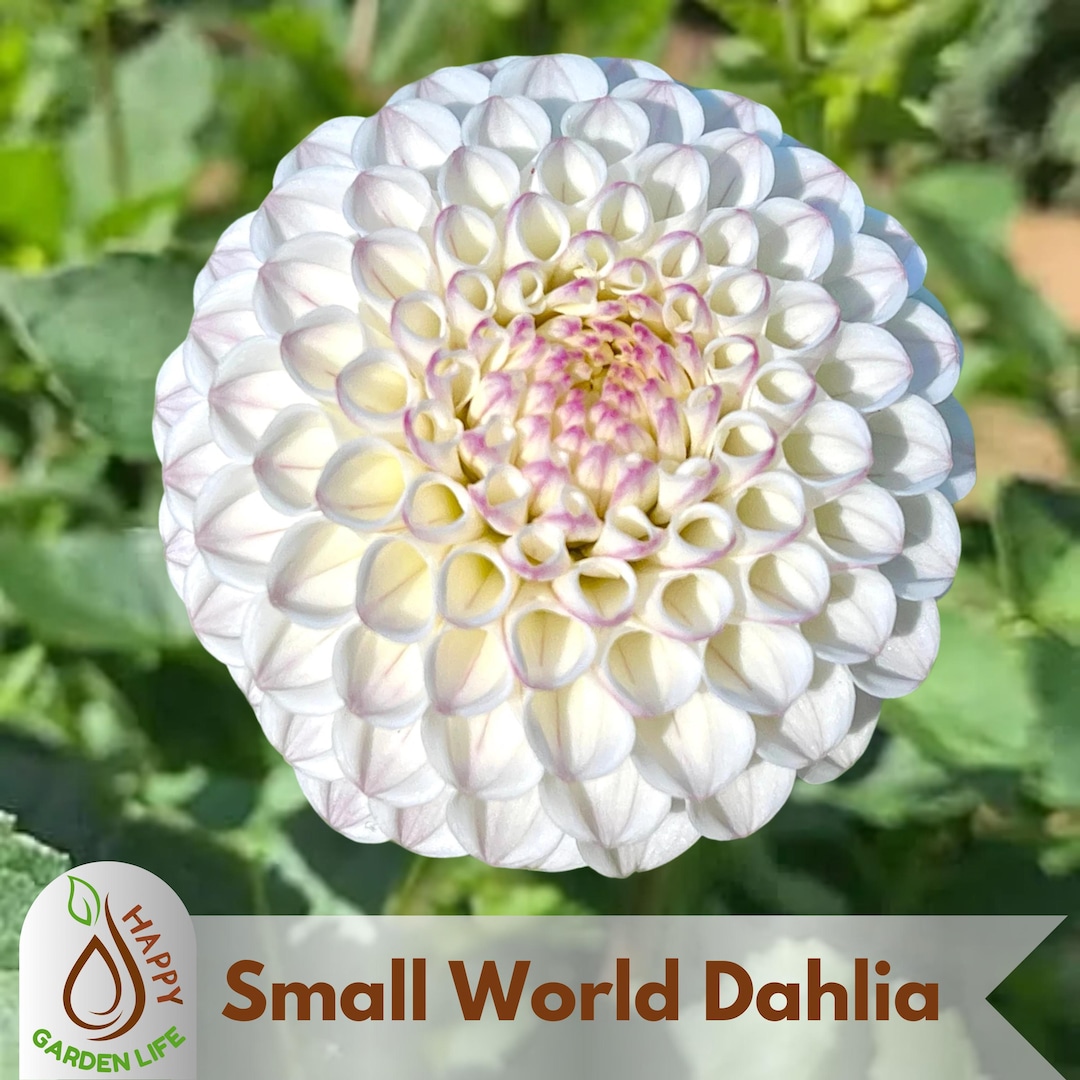 20+ Seeds| Small World Dahlia Seeds - Perennial - Flowering - Hybrid ...