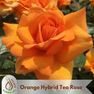 15+ Seeds| Orange Hybrid Tea Rose Seeds - Flower Garden - Cold ...