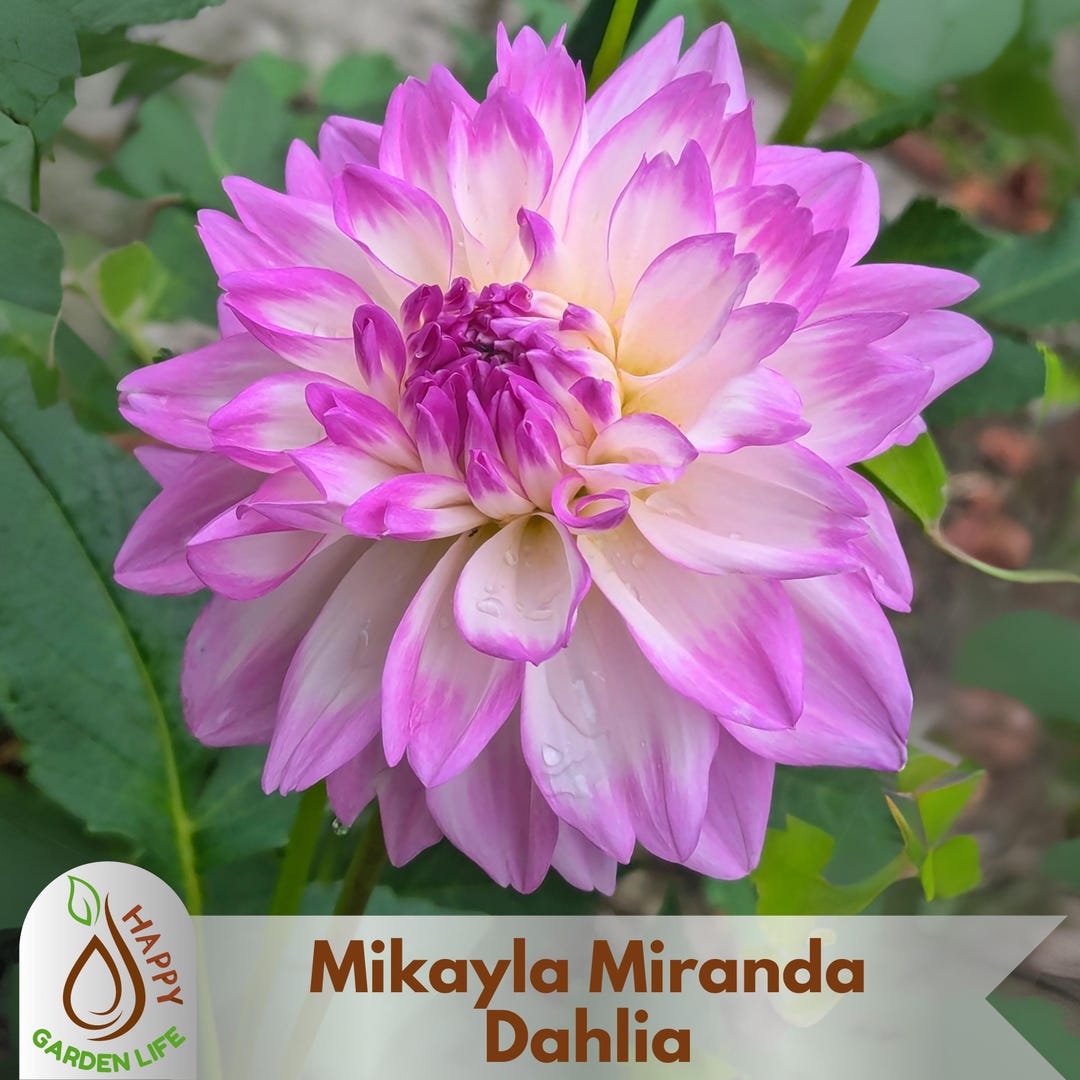 20+ Seeds| Mikayla Miranda Dahlia Seeds - Perennial - Flowering ...