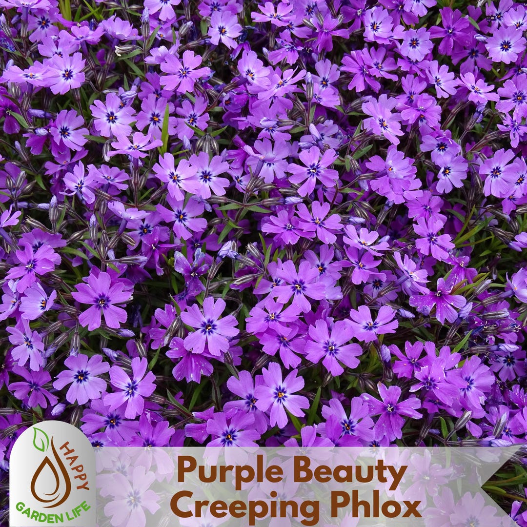 15+ Seeds| Purple Beauty Creeping Phlox Seeds - Cold Resistant ...