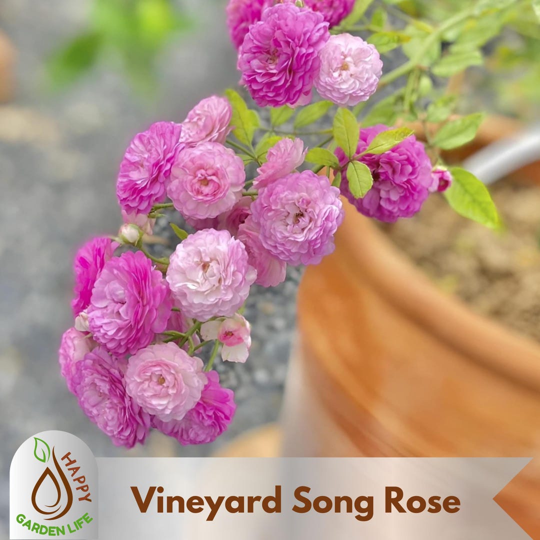 15+ Seeds| Vineyard Song Rose Seeds - Flower Garden - Cold Resistant ...