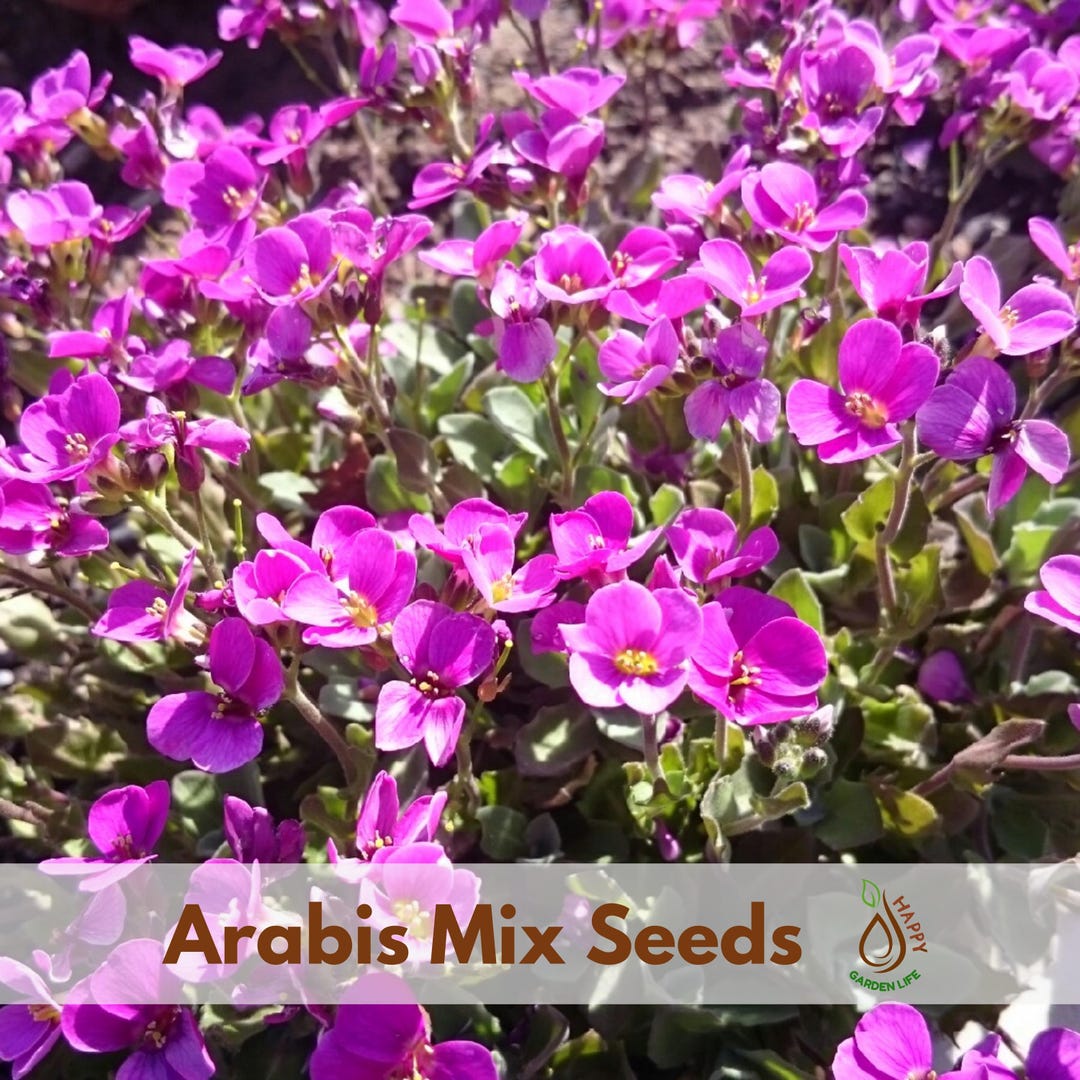 Arabis Mix Seeds - Colorful Rock Cress Ground Cover, Pink White Alpine ...