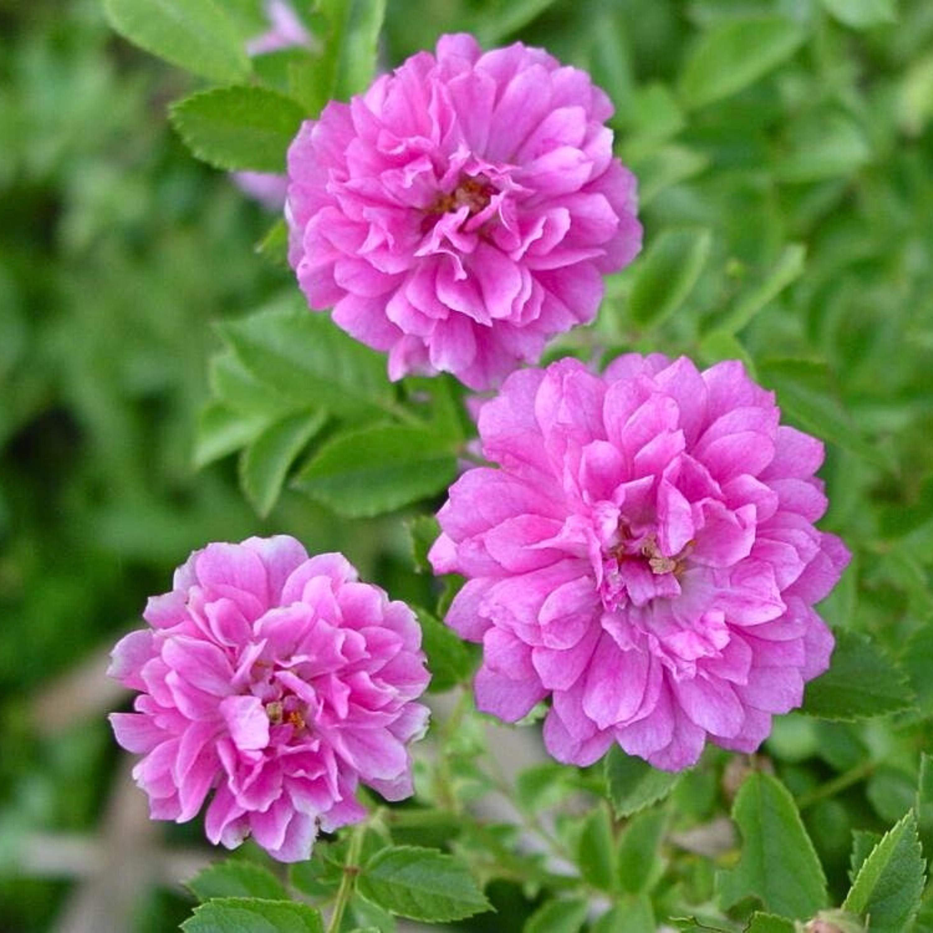15+ Seeds| Sweet Chariot Rose Seeds - Flower Garden - Cold Resistant ...