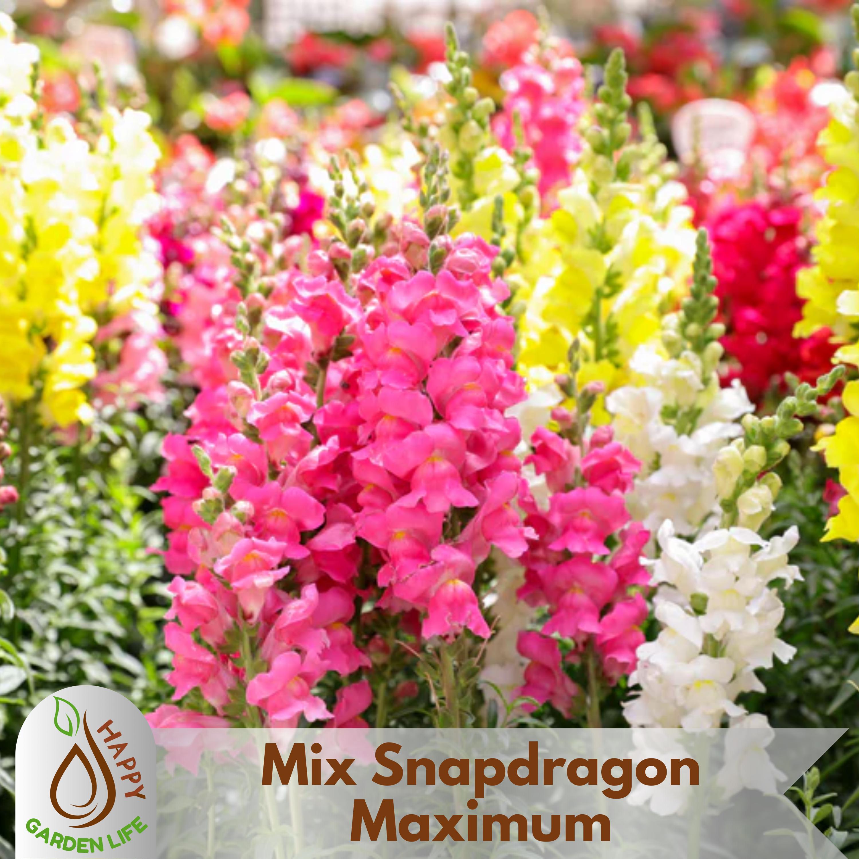 15+ Seeds| Mix Snapdragon Maximum Seeds - Cold Resistant -attracts ...