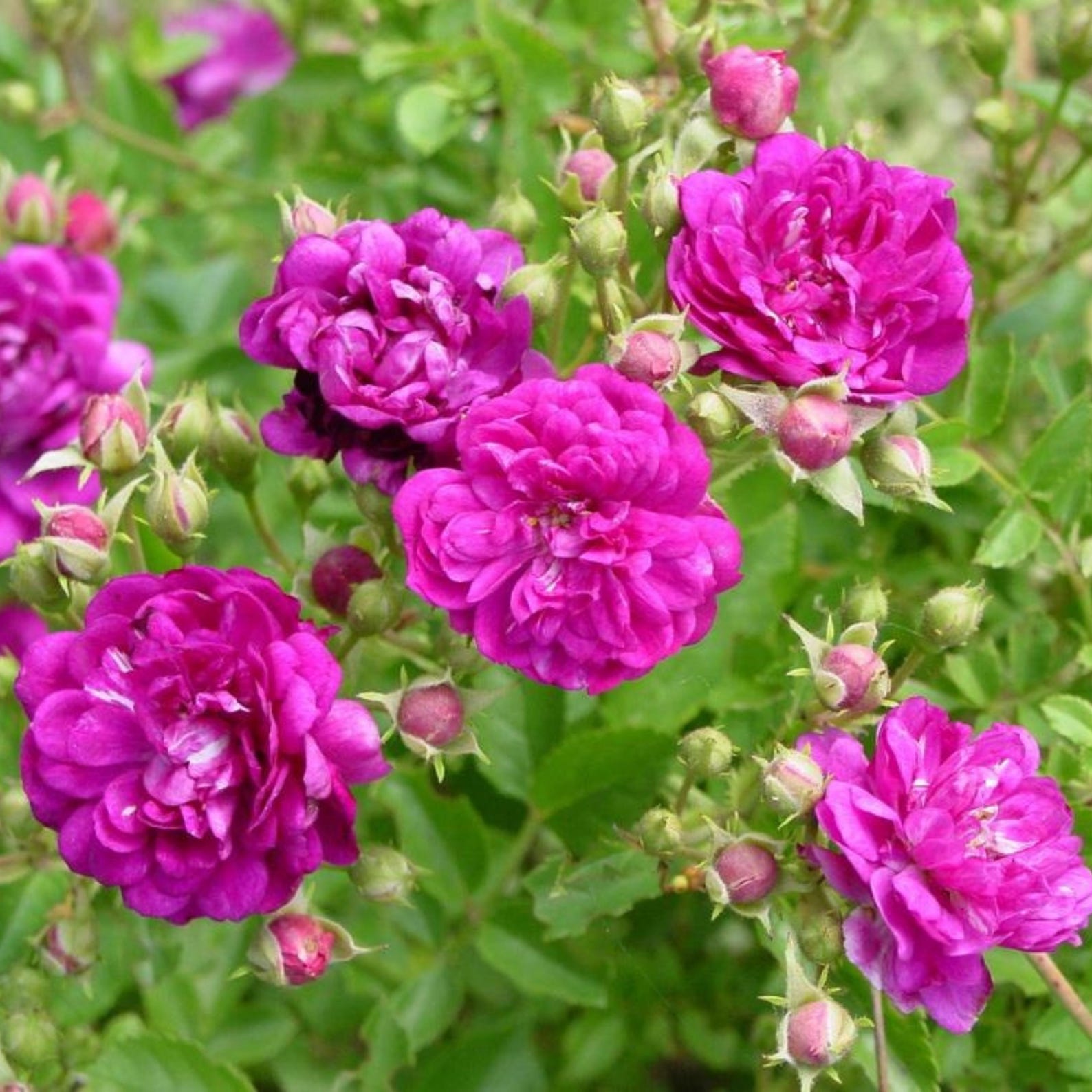 15+ Seeds| Sweet Chariot Rose Seeds - Flower Garden - Cold Resistant ...