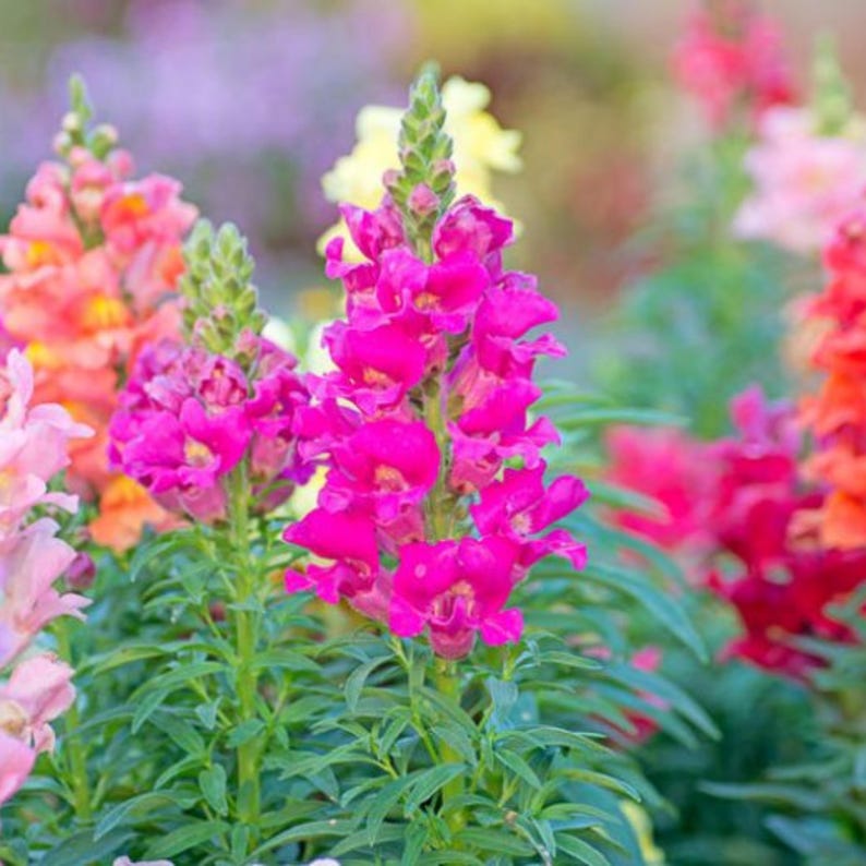 Mix Snapdragon Maximum Seeds - Cold Resistant -attracts Pollinators ...