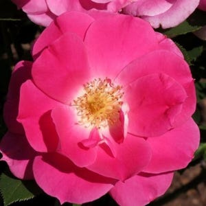 15+ Seeds| Pink Carefree Wonder Shrub Rose Seeds - Flower Garden - Cold ...