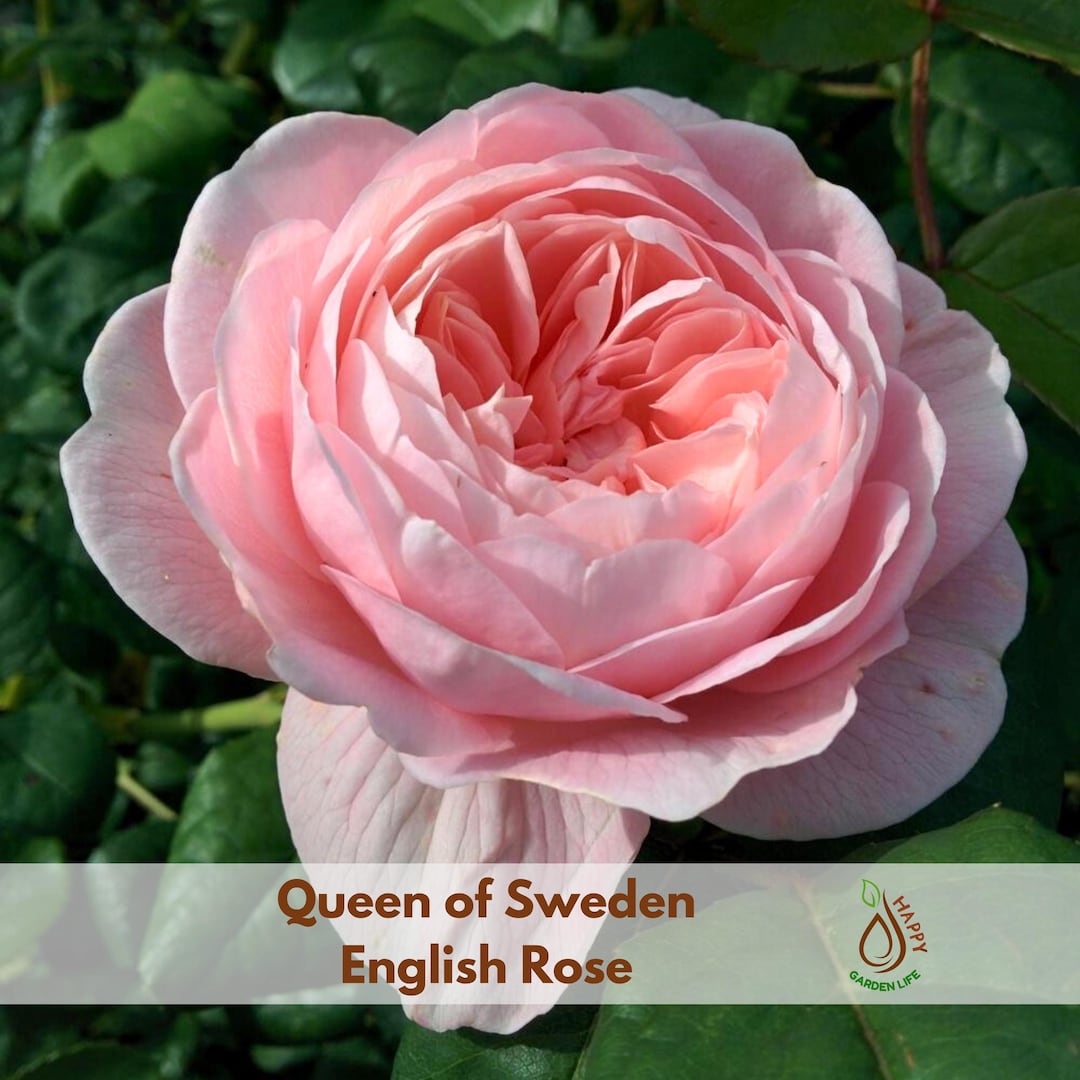 Queen of Sweden English Rose Seeds | Cold Resistant Perennial - Etsy