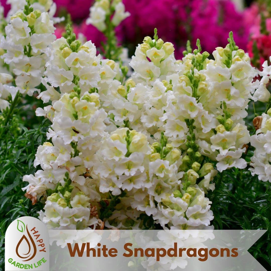 15+ Seeds| White Snapdragons Seeds - Cold Resistant -attracts ...