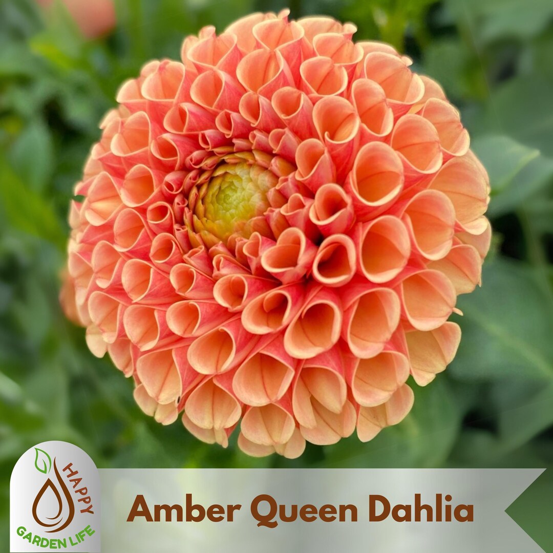 20+ Seeds| Amber Queen Dahlia Seeds - Perennial - Flowering - Hybrid ...