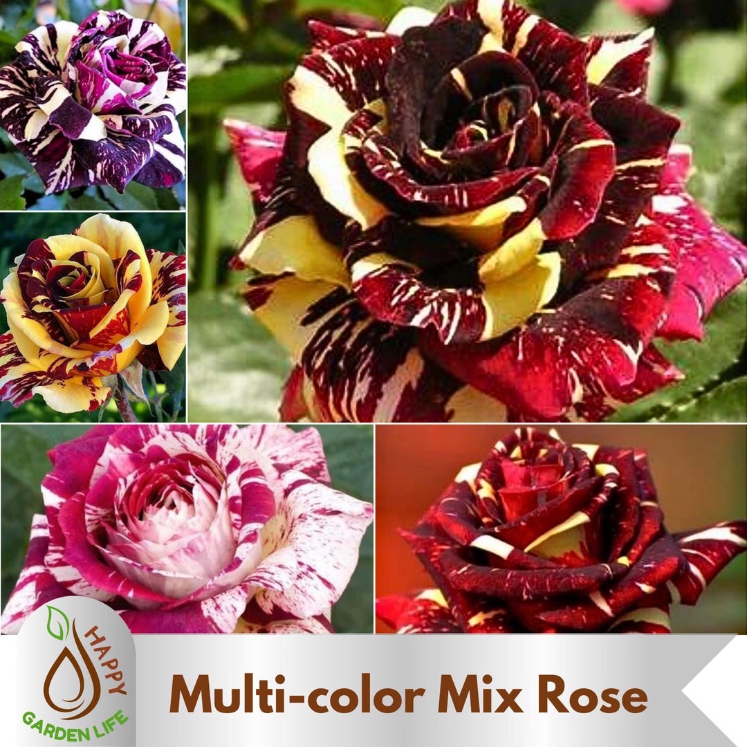 15+ Seeds| Muti - Color Mix Rose Seeds - Flower - Cold Resistant - Open ...