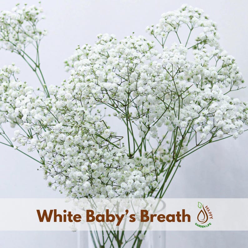 White Baby’s Breath Seeds – Gypsophila Paniculata – Airy White Cloud ...
