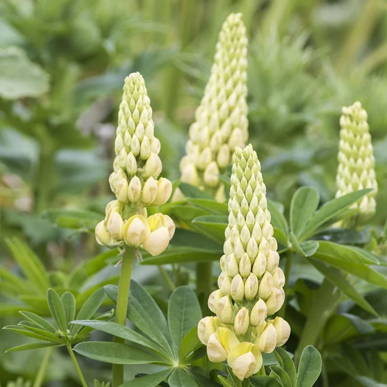 Gallery Yellow Lupine Seeds - Lupinus Polyphyllus 'gallery Yellow ...