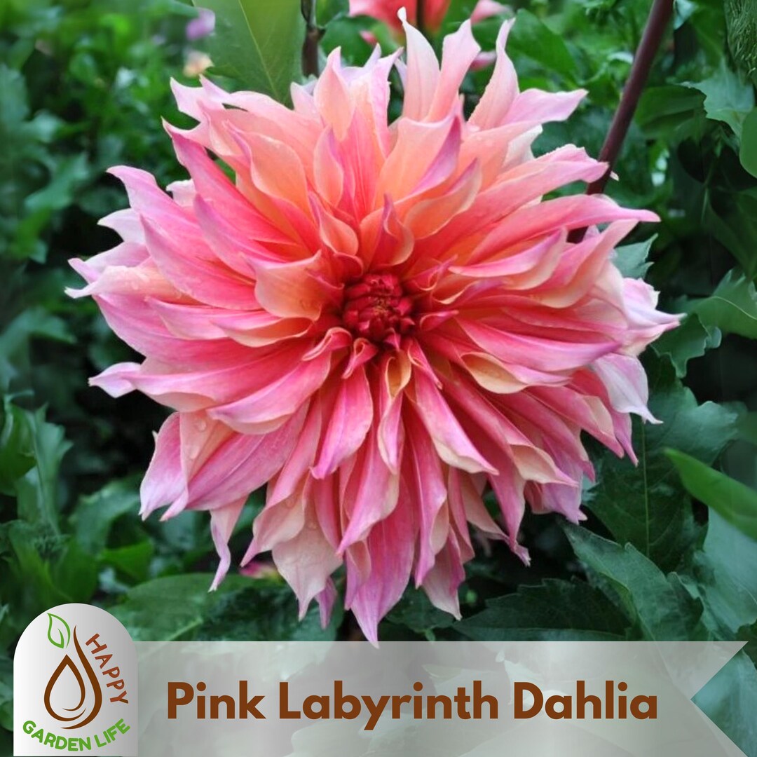 20+ Seeds| Labyrinth Dahlia Seeds - Perennial - Flowering - Hybrid ...