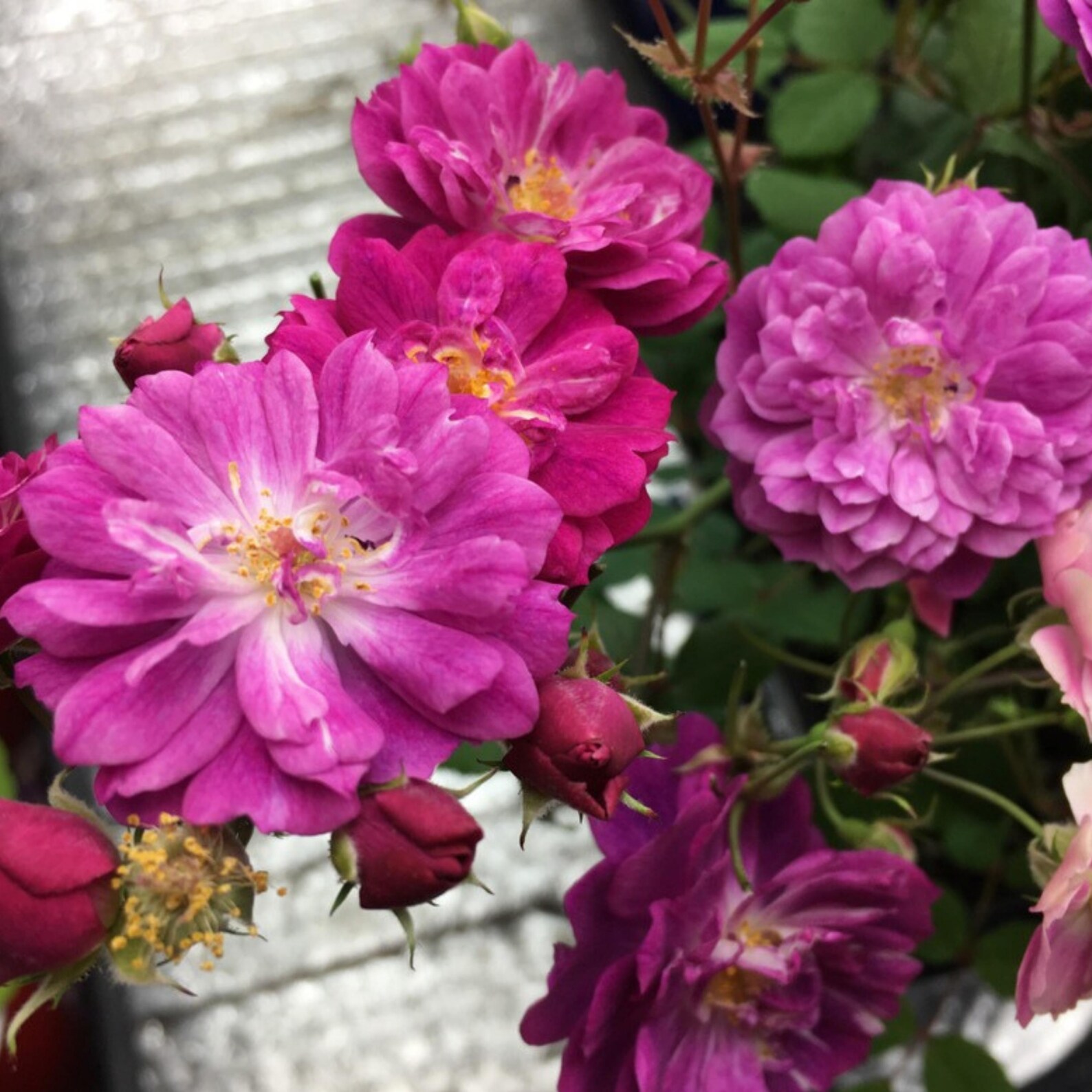15+ Seeds| Sweet Chariot Rose Seeds - Flower Garden - Cold Resistant ...