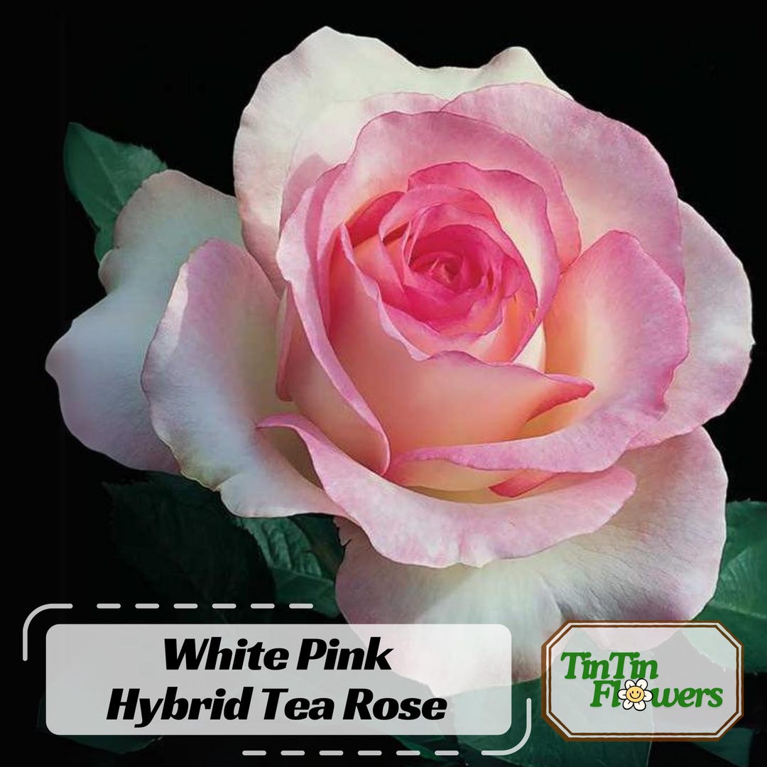15+ Seeds| White Pink Hybrid Tea Rose Seeds - Flower - Cold Resistant ...