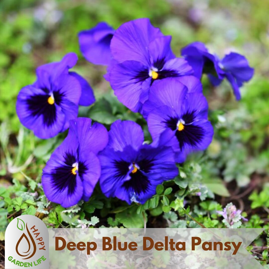 15+ Seeds| Deep Blue Delta Pansy Seeds - Open-pollinating - Self ...