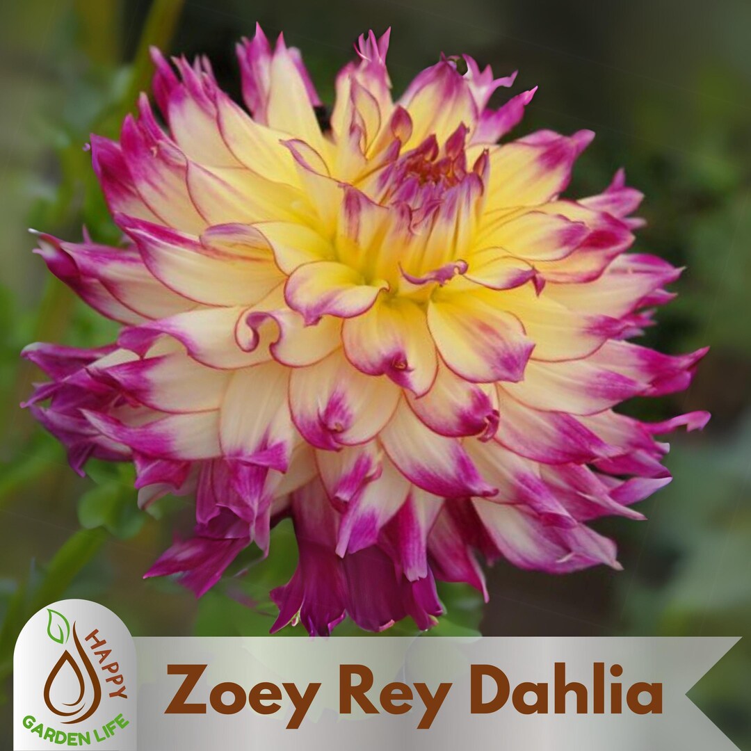 20+ Seeds| Zoey Rey Dahlia Seeds - Perennial - Flowering - Hybrid ...