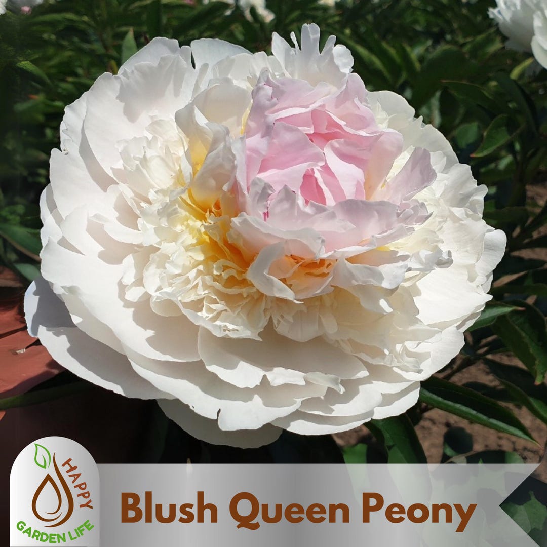 5+ Seeds| Blush Queen Peony Seeds - Peony Flower – Peony Garden ...