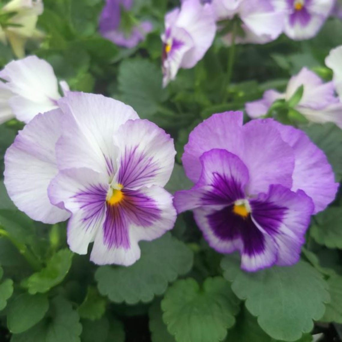 15+ Seeds| Delta Pro Lavender Blue Pansy Seeds - Self-pollinating ...
