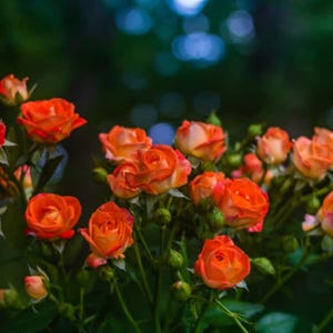 15+ Seeds| Orange Hybrid Tea Rose Seeds - Flower Garden - Cold ...