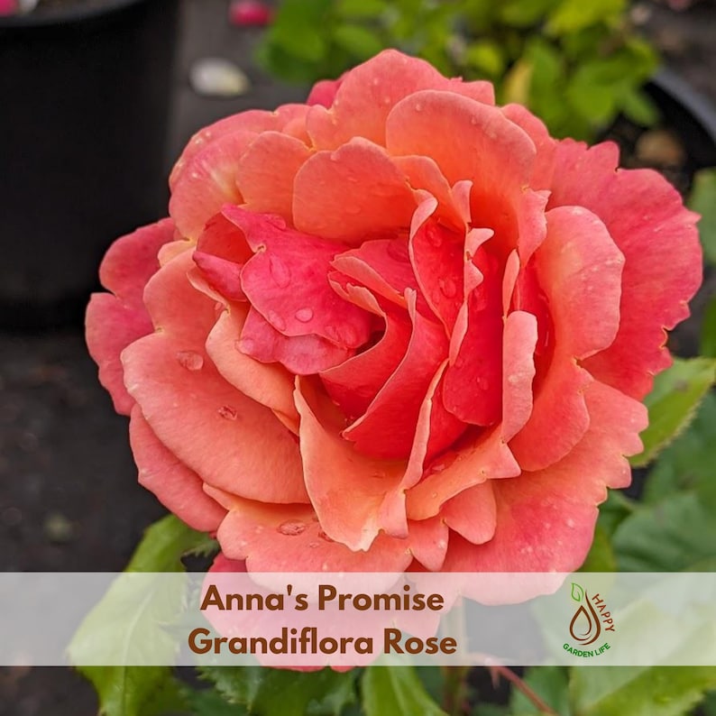 15+ Seeds| Anna's Promise Grandiflora Rose Seeds - Cold Resistant ...