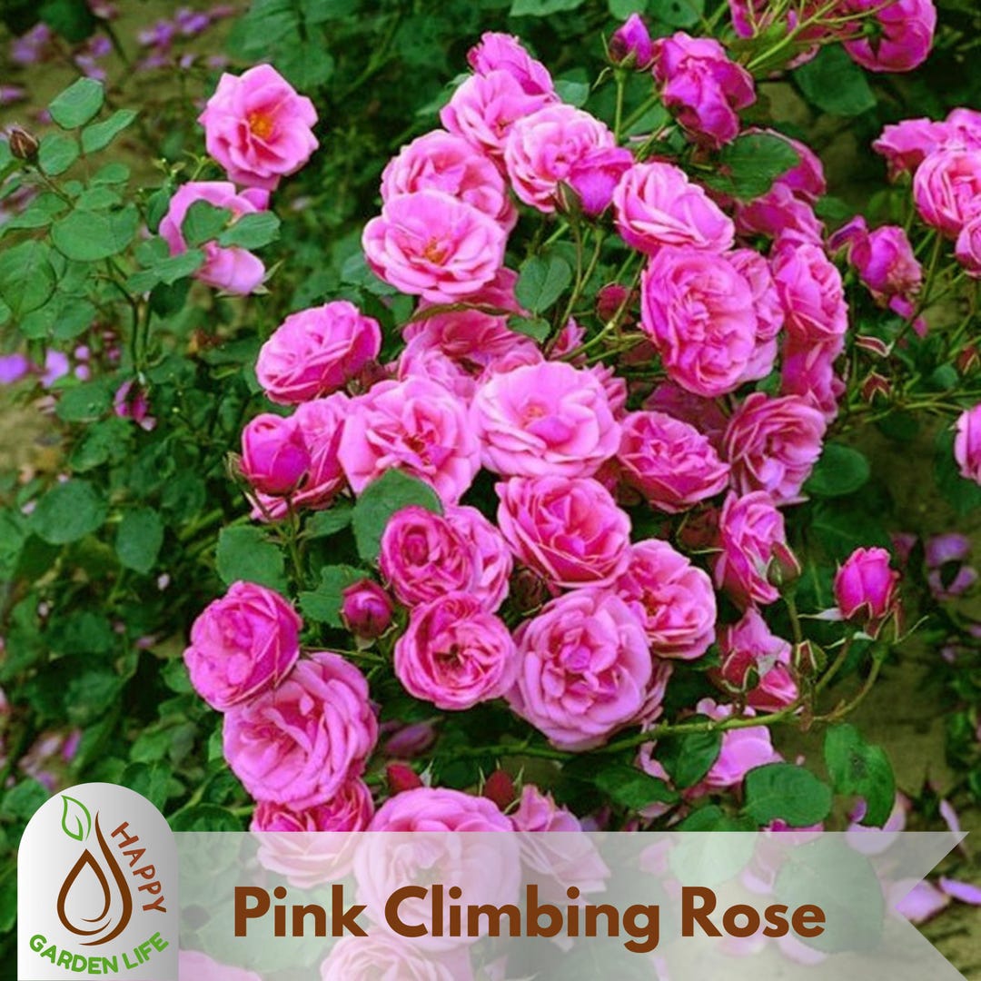 15+ Seeds| Pink Climbing Rose Seeds - Flower Garden - Cold Resistant ...