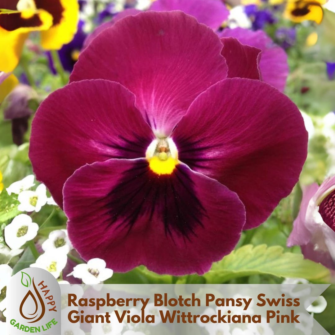 15+ Seeds| Raspberry Blotch Pansy Swiss Giant Viola Wittrockiana Pink ...