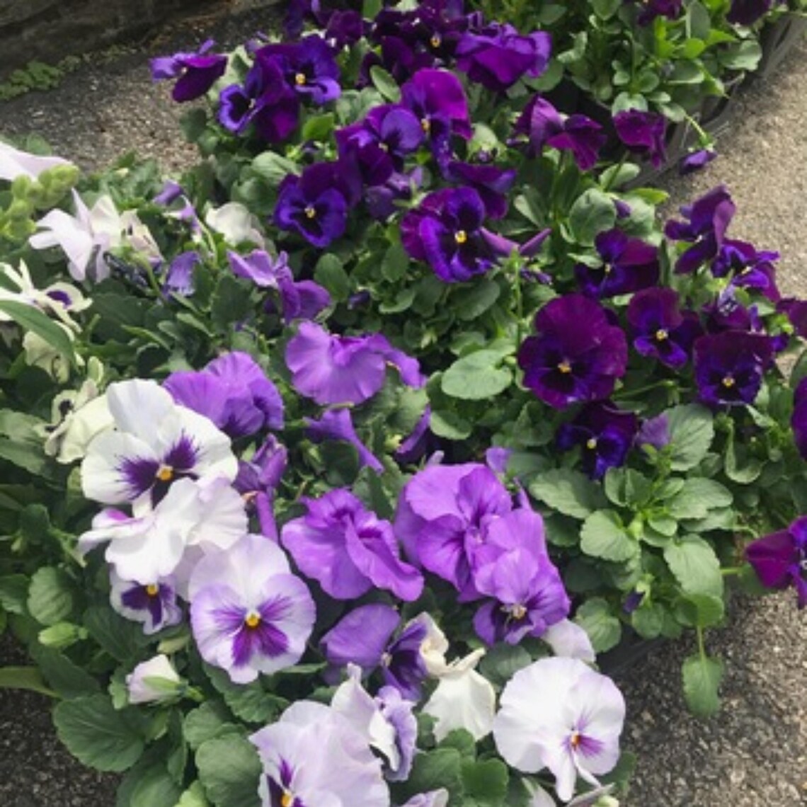 15+ Seeds| Delta Pro Lavender Blue Pansy Seeds - Self-pollinating ...