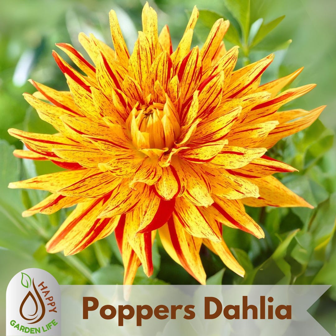 20+ Seeds| Poppers Dahlia Seeds - Perennial - Flowering - Hybrid - Open ...