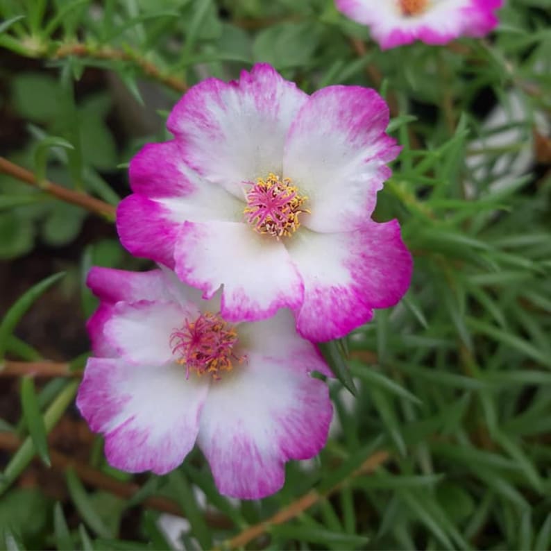 Tiara Safia Moss Rose Seeds – Portulaca Grandiflora – Double Salmon ...