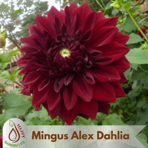20+ Seeds| Mingus Alex Dahlia Seeds - Perennial - Flowering - Hybrid ...