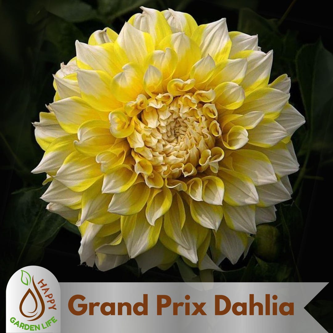 20+ Seeds| Grand Prix Dahlia Seeds - Perennial - Flowering - Hybrid ...