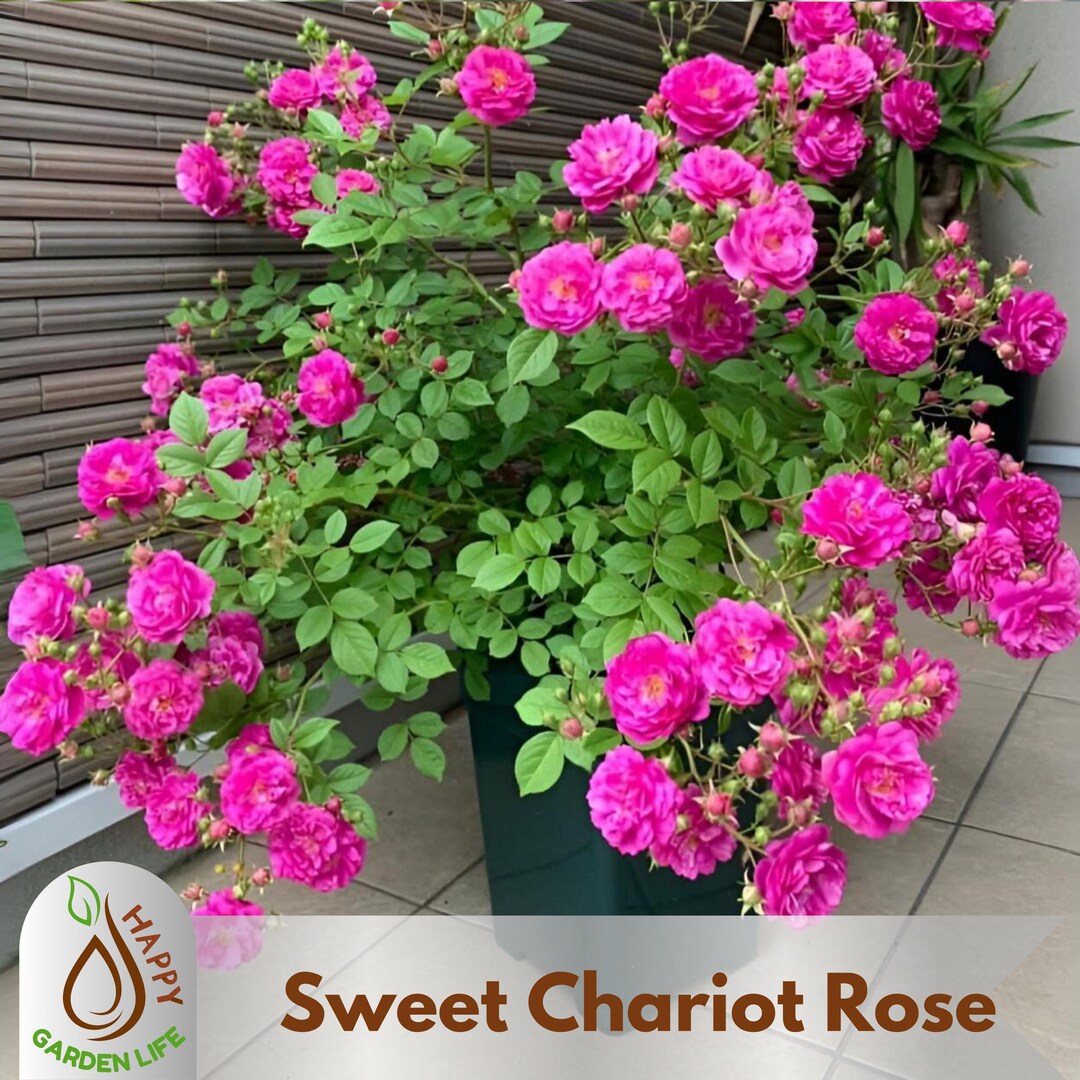 15+ Seeds| Sweet Chariot Rose Seeds - Flower Garden - Cold Resistant ...