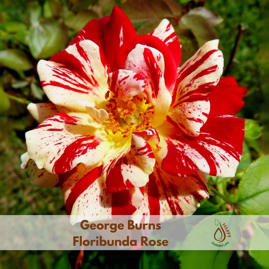 15+ Seeds| George Burns Floribunda Rose Seeds - Flower - Cold Resistant ...
