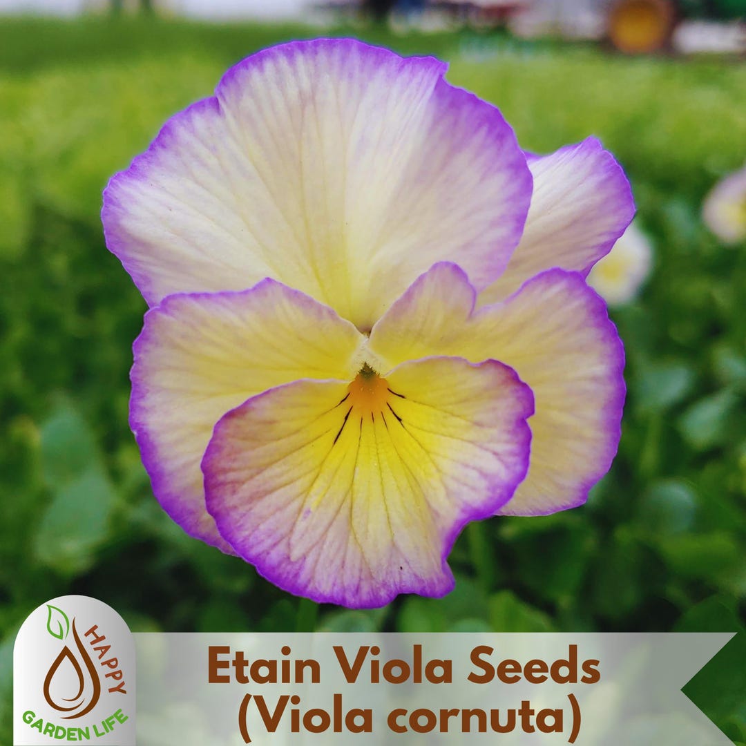 15+ Seeds| Etain Viola Seeds (viola Cornuta) Seeds - Self-pollinating ...